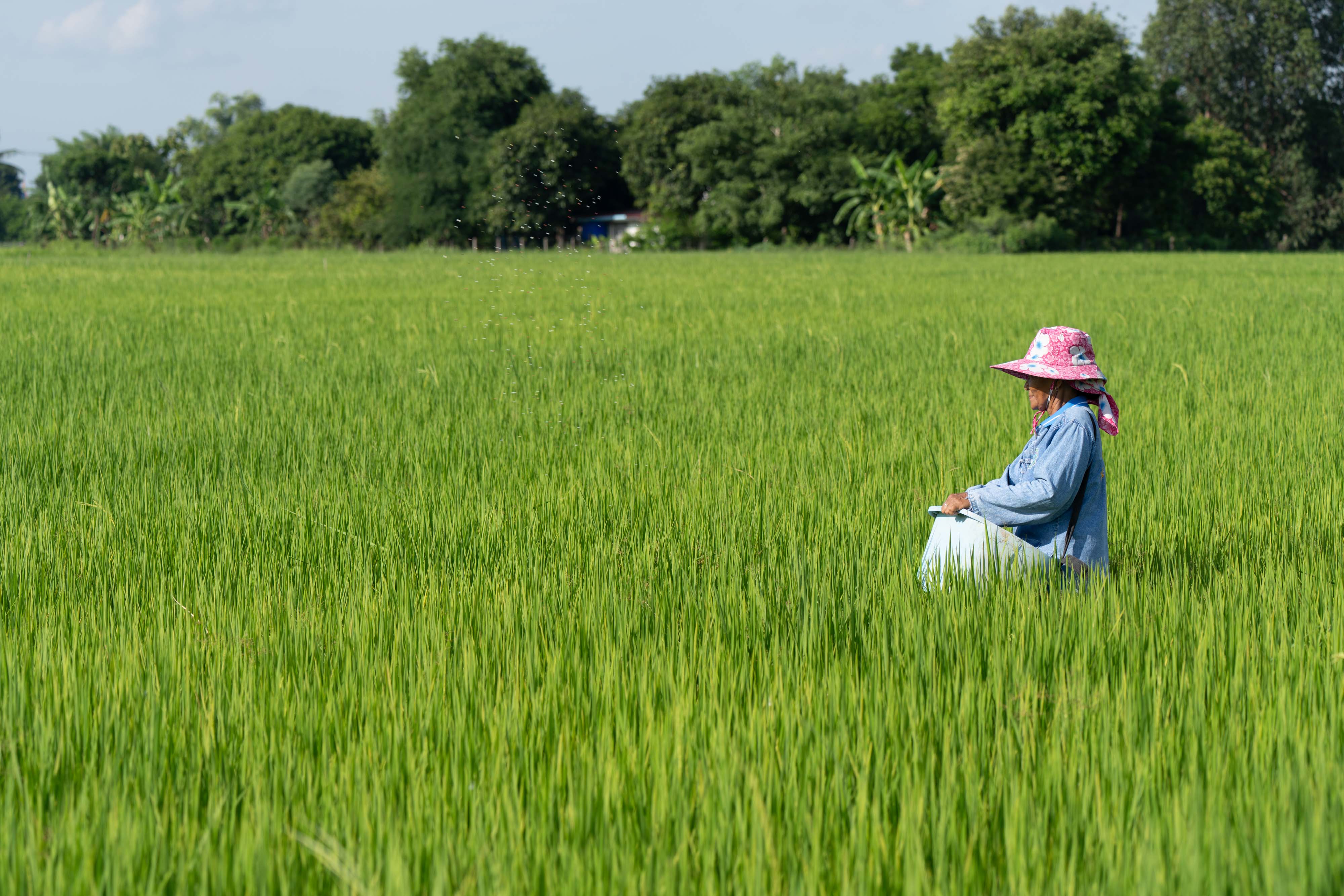 DFI Retail Group Launches Low-Carbon Rice Pilot Programme Reduces at ...